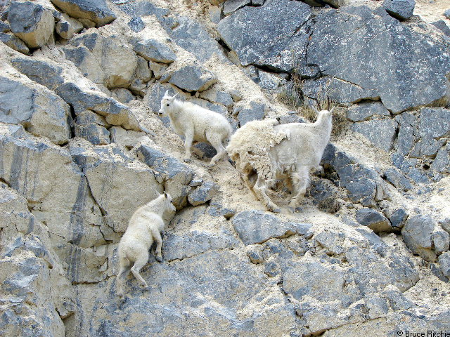 Mountain goats climbing cliff - Bruce Ritchie